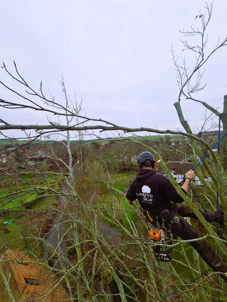 Gallery | Climbing High Tree Care