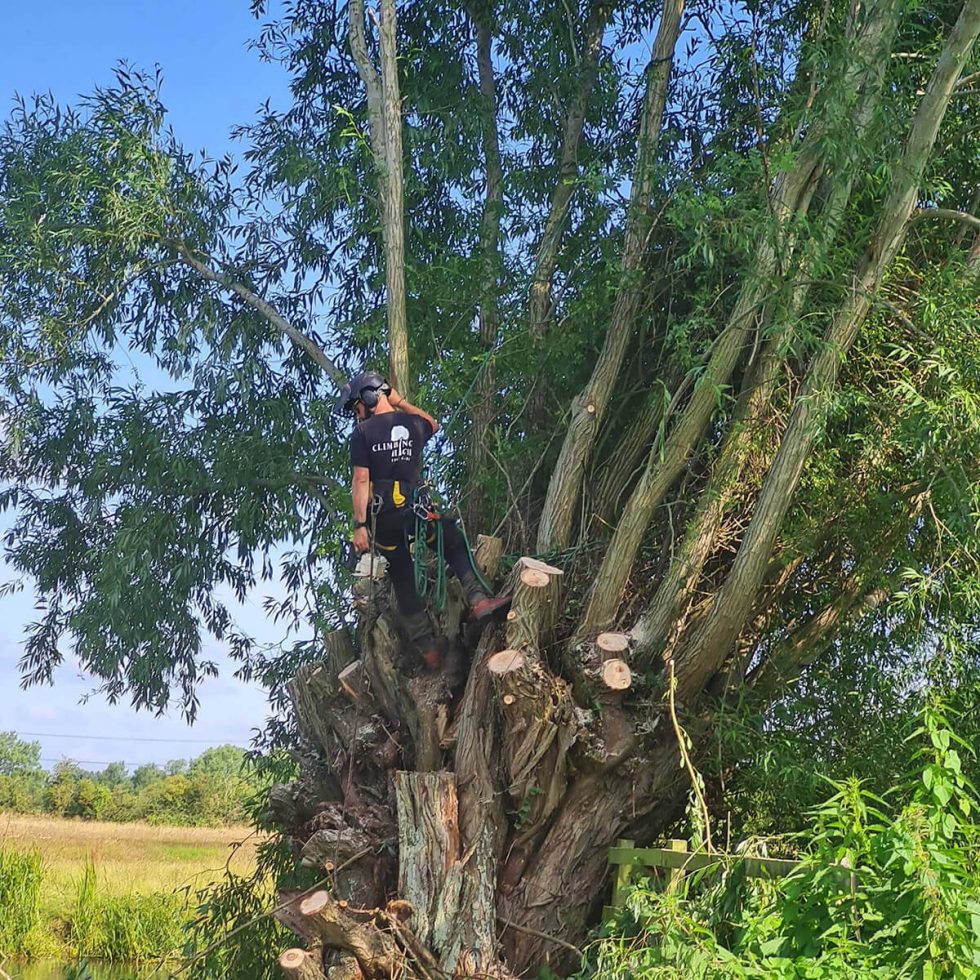 Tree Surgeon & Arborist in Oxfordshire | Climbing High Tree Care